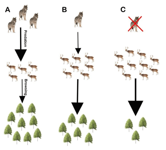 The impact of the loss of top predators on terrestrial ecosystems – Routes